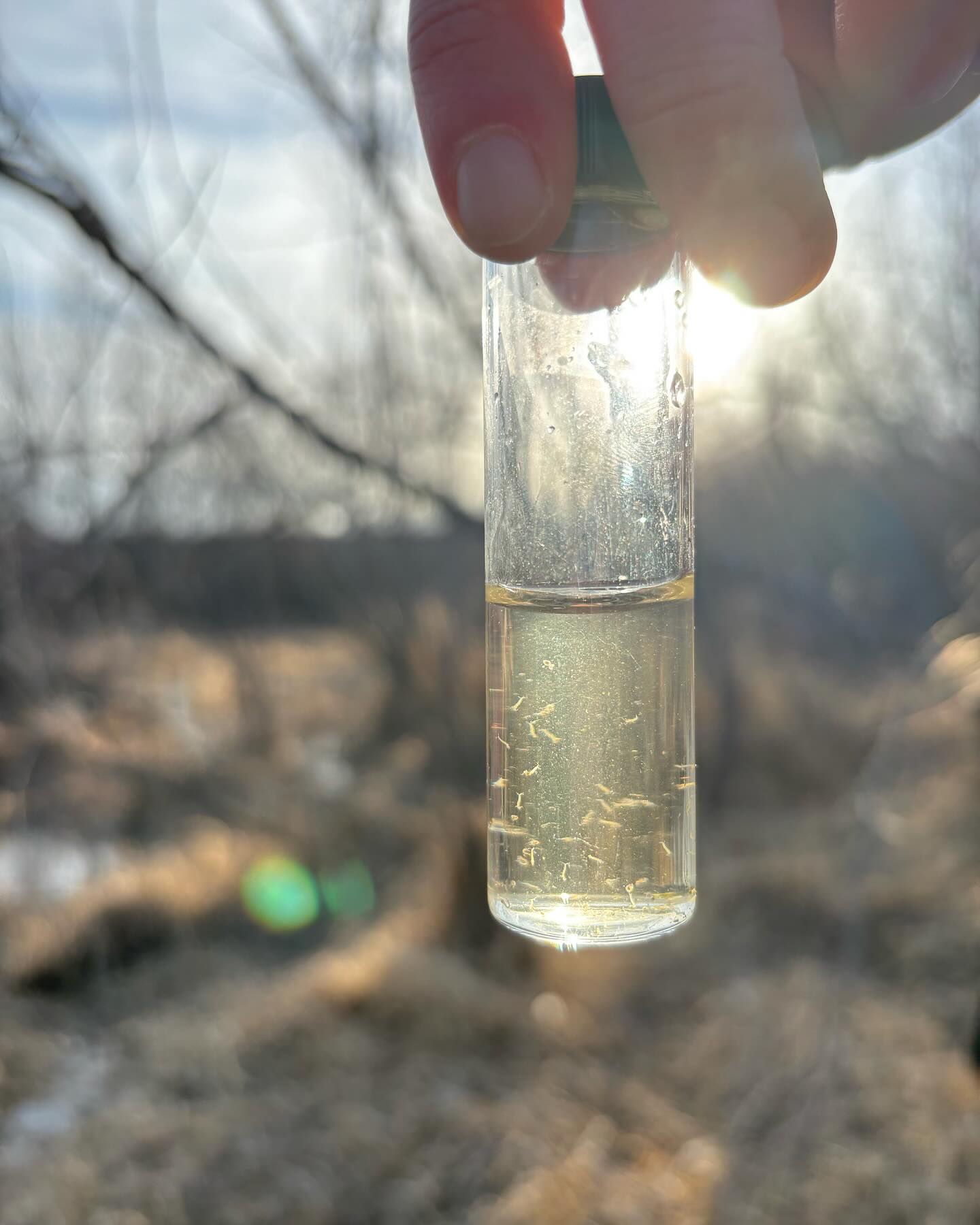 Spring Update - Mid-Summer Surge in Mosquitoes May be Coming in 2025 ...